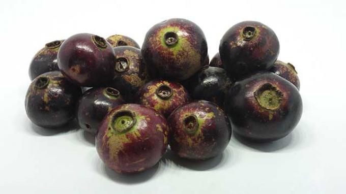 Buah Gowok (Kupa) - TribunnewsWiki.com