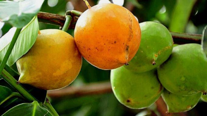 Buah Mundu (Garcinia dulcis) - TribunnewsWiki.com