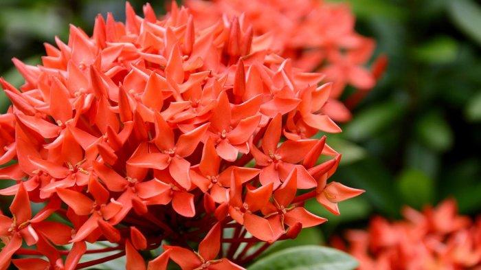 Bunga Asoka (Saraca asoca) - TribunnewsWiki.com