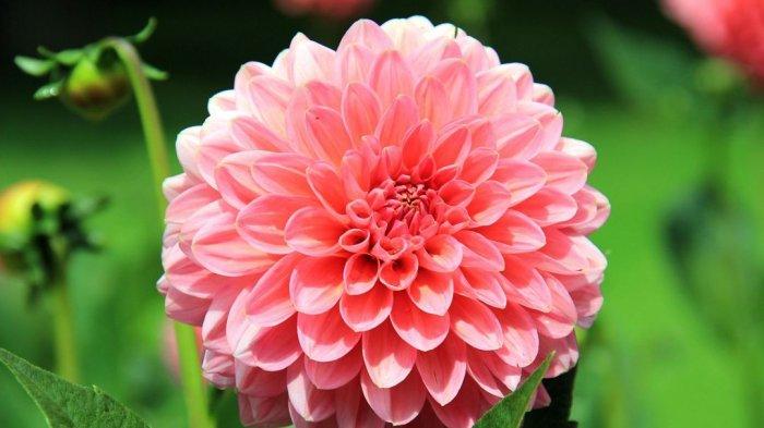 Bunga Dahlia - TribunnewsWiki.com