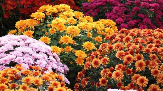 Bunga Krisan (Cryshantemum) - TribunnewsWiki.com