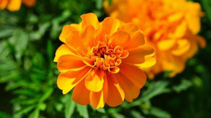 Bunga Marigold (Tegetes erecta) - TribunnewsWiki.com