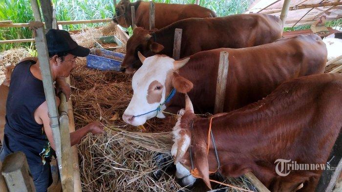 Berikut Daftar Harga Kambing hingga Sapi Kurban Jelang Idul Adha 2023 - TribunnewsWiki.com