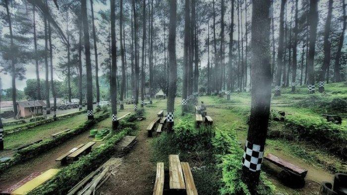 Hutan Pinus Nglimut: Lokasi, Daya Tarik, Fasilitas, Harga Tiket, Jam ...