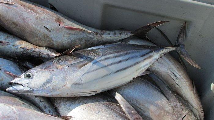 Ikan Cakalang (Skipjack tuna) - TribunnewsWiki.com