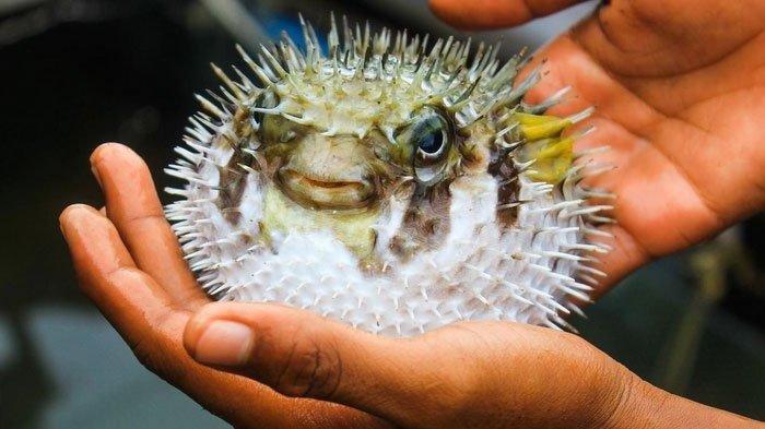 Ikan Buntal - TribunnewsWiki.com