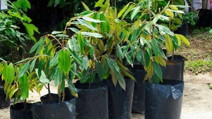 Mudah, Begini Cara Membuat Media Tanam untuk Isian Polybag - TribunnewsWiki.com