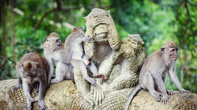 Monkey Forest Ubud Bali: Menjelajah Hutan dan Berinteraksi dengan ...