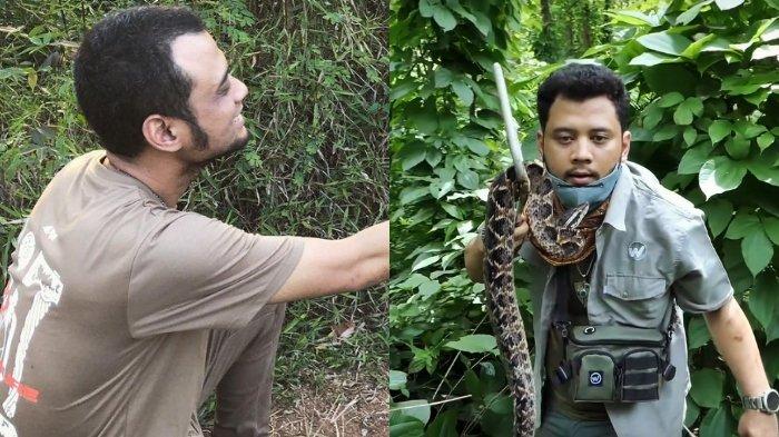 Profil Panji Petualang, Pawang Ular yang Hampir Mati Digigit King Kobra ...