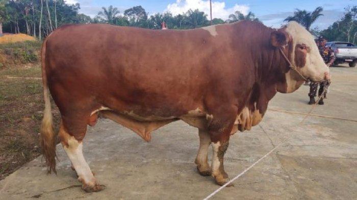 Melihat Lebih Dekat Perbedaan Sapi Limosin dan Simental, Hewan Kurban yang Identik Saat Idul ...