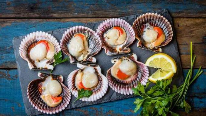 Scallop (Kerang Simping) - TribunnewsWiki.com