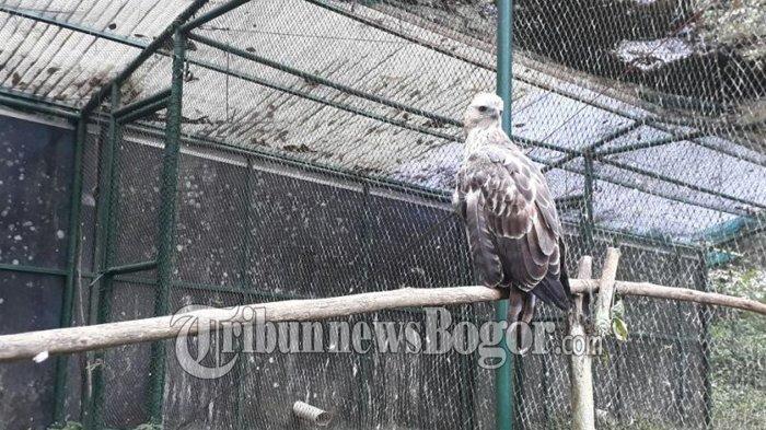 Suaka Elang Loji - TribunnewsWiki.com