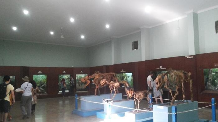 Museum Zoologi Bogor - TribunnewsWiki.com