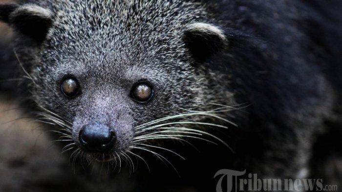 Binturong (Binturung) - TribunnewsWiki.com
