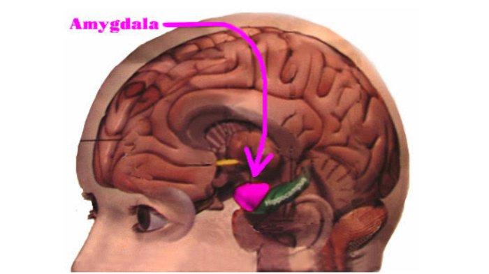 Amygdala - TribunnewsWiki.com