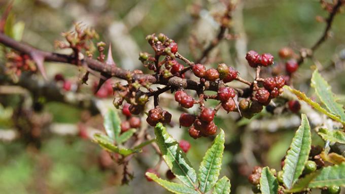 Andaliman - TribunnewsWiki.com