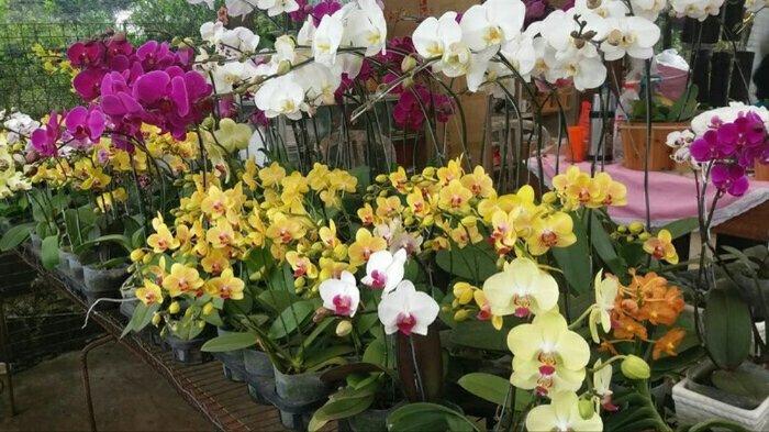 Anggrek Bulan - TribunnewsWiki.com