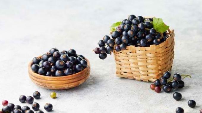 Anggur Hitam (Blackcurrant) - TribunnewsWiki.com
