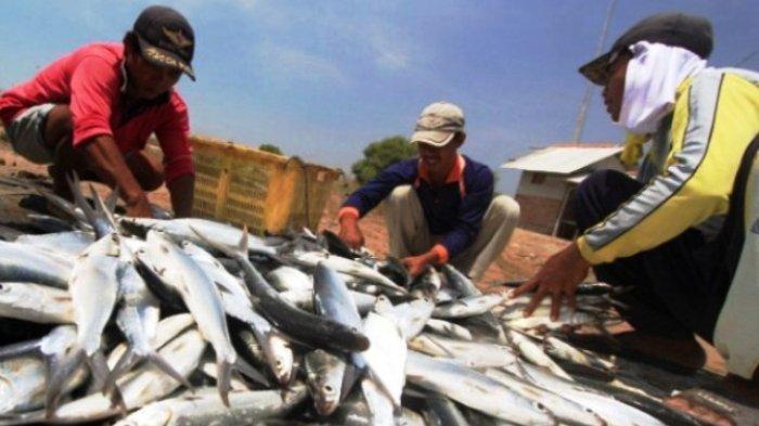 Bandeng - TribunnewsWiki.com