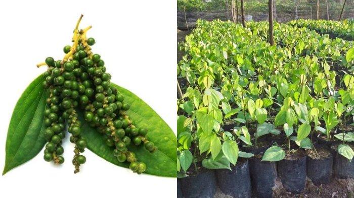 Lada/Merica - TribunnewsWiki.com