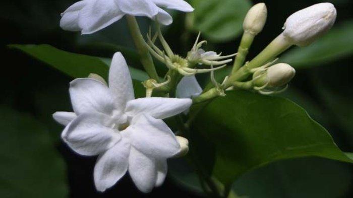 Bunga Melati - TribunnewsWiki.com