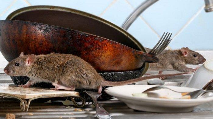 Cara Cepat Hilangkan Bau Bangkai Tikus dalam Rumah - TribunnewsWiki.com