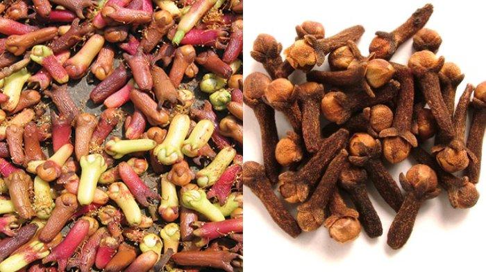 Cengkih/Cengkeh - TribunnewsWiki.com