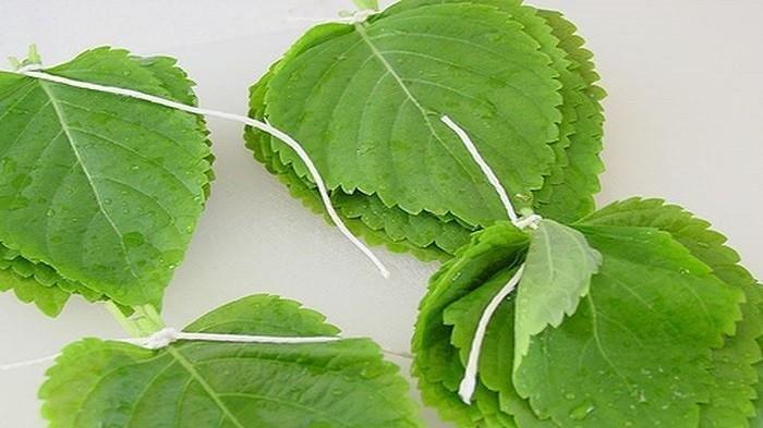 Tak Banyak yang Tahu, Ini Berbagai Kandungan dan Manfaat Daun Perilla ...