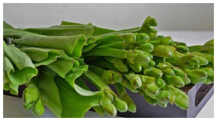 Genjer - TribunnewsWiki.com