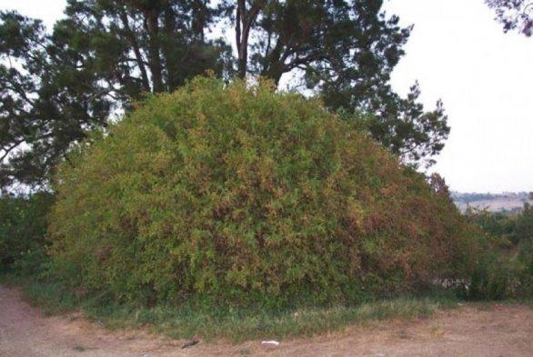 Pohon Gharqad - TribunnewsWiki.com