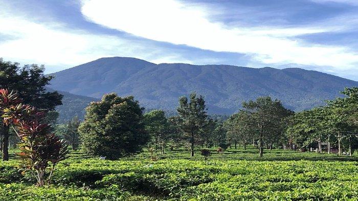 Gunung Pangrango - TribunnewsWiki.com