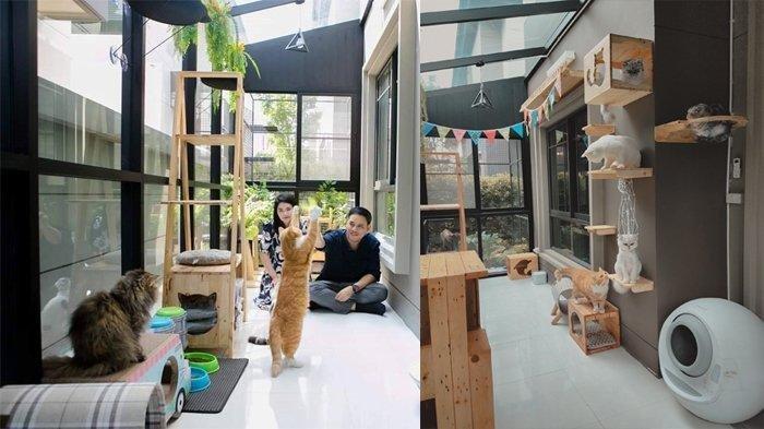 Demi Bangun Rumah Mewah untuk Kucing Peliharaannya, Pria Ini Rela ...