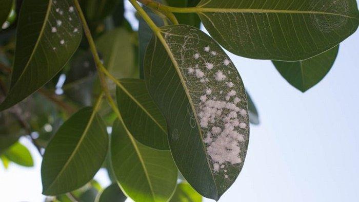 Tips & Trik Mengusir Hama dan Serangga dengan 4 Tanaman Ini ...