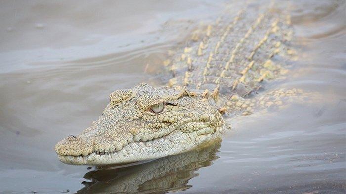 Kisah Nelayan di Bangka Belitung Berduel dengan Buaya 6 Meter demi ...