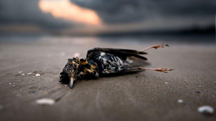 Fenomena Ratusan Burung Mati Berjatuhan dari Atas Langit New Mexico ...