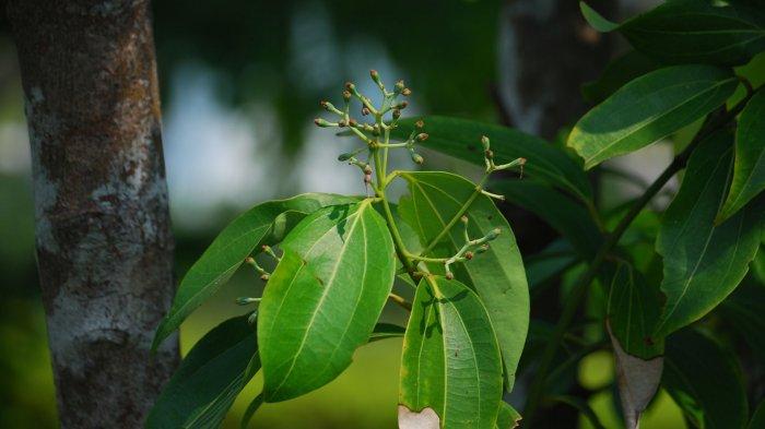 Kayu Manis - TribunnewsWiki.com