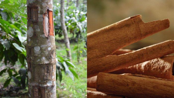 Kayu Manis - TribunnewsWiki.com