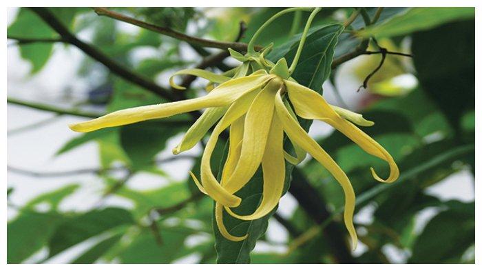 Kenanga - TribunnewsWiki.com