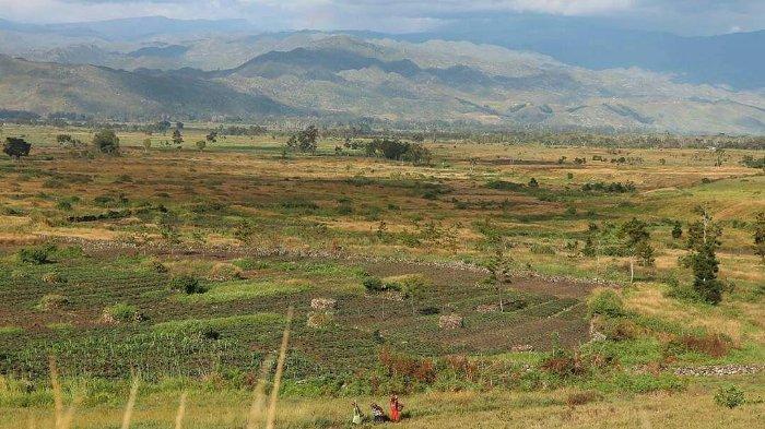 5 Wisata Menarik di Wamena, Melihat Suku Dani di Lembah Baliem hingga ...