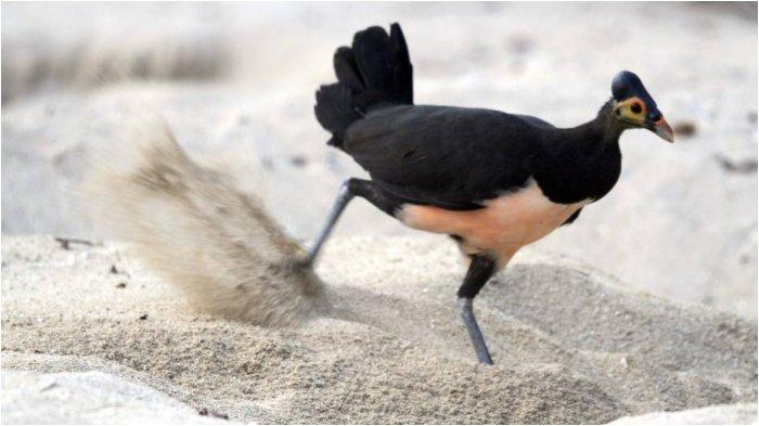 Burung Maleo - TribunnewsWiki.com