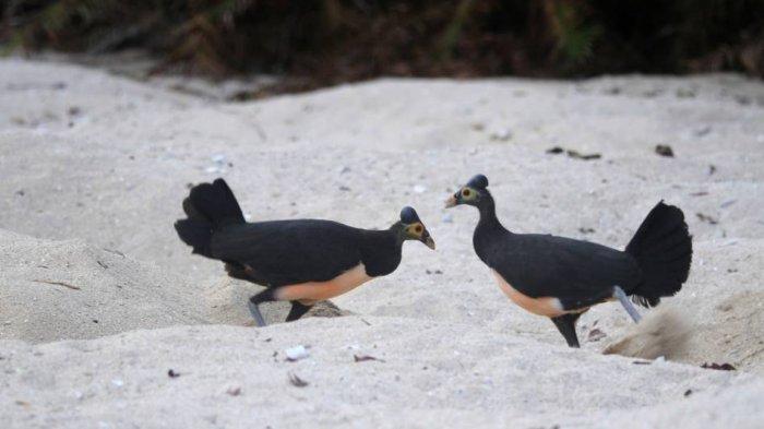 Burung Maleo - TribunnewsWiki.com