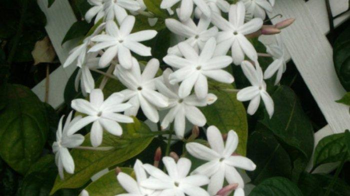 Bunga Melati - TribunnewsWiki.com