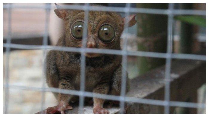 Mentilin (Tarsius bancanus) - TribunnewsWiki.com
