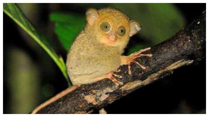 Mentilin (Tarsius bancanus) - TribunnewsWiki.com