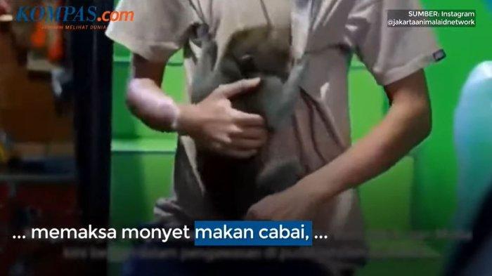 Viral Youtuber Produksi Konten 100 Video Penyiksaan Monyet, Motifnya ...