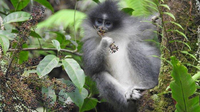 Surili (Presbytis Comata) - TribunnewsWiki.com