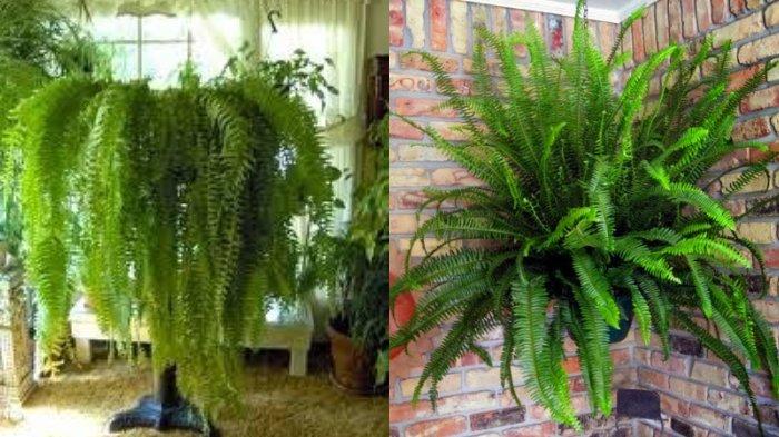 Pakis Boston (Pakis Pedang) - TribunnewsWiki.com