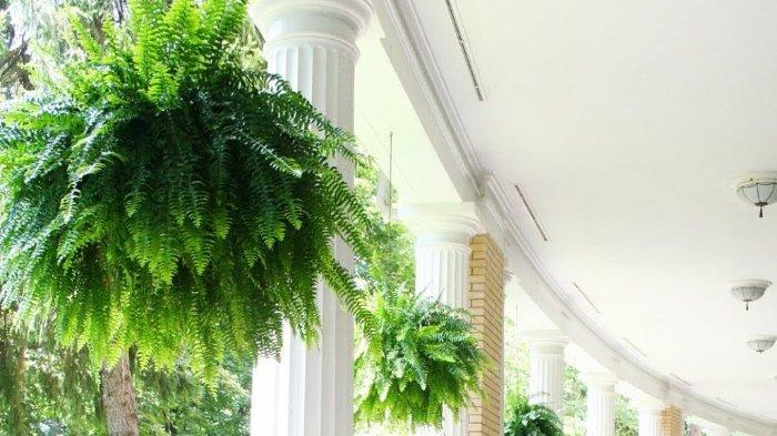 Pakis Boston (Pakis Pedang) - TribunnewsWiki.com