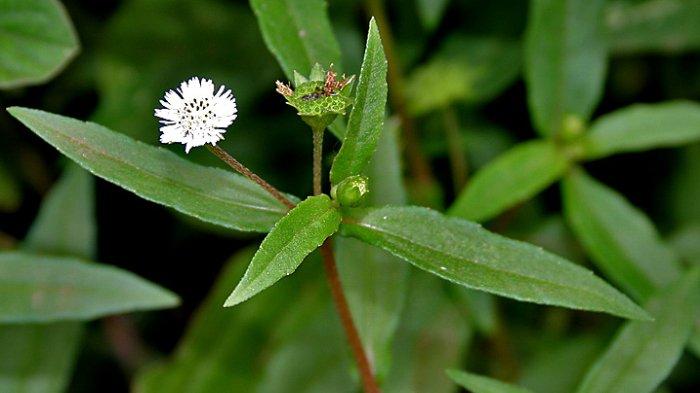 Kerap Dianggap Gulma, Ini 6 Manfaat Daun Patikan Kebo bagi Kesehatan ...