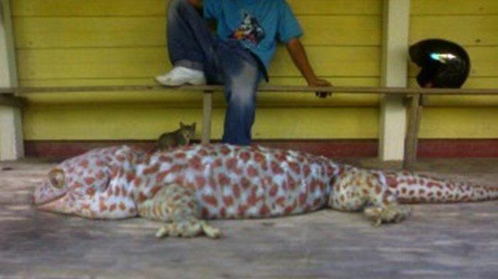 Viral Penampakan Tokek Berukuran Hingga 1 Meter, Benarkah? LIPI Ungkap ...